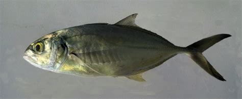 Image result for How to Catch Blue Runner Fish