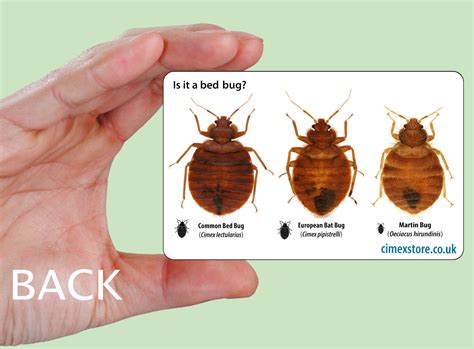 Image result for Bed Bug Identification