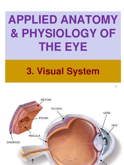 Image result for Visual System Retina