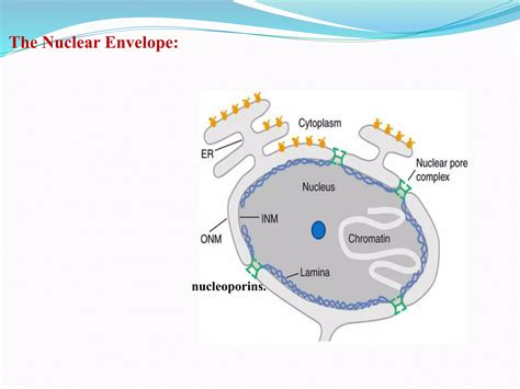 Image result for Nuclear Pore Complex Structure Model
