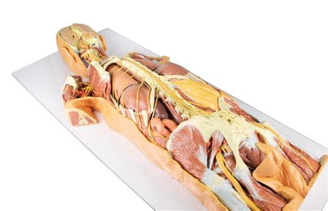 Image result for Nervous System Dissection