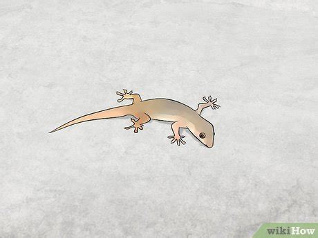 Image result for How to Catch a Lizard
