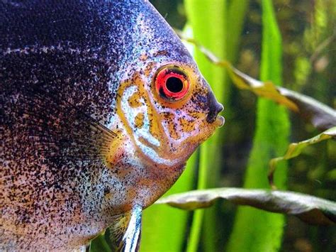 Image result for Discus Fisg