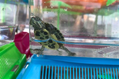 Red Ear Slider Turtle