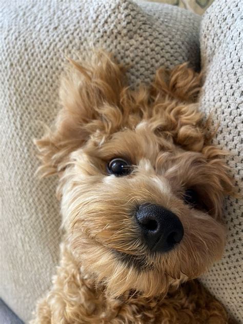 Image result for Golden Cavapoo