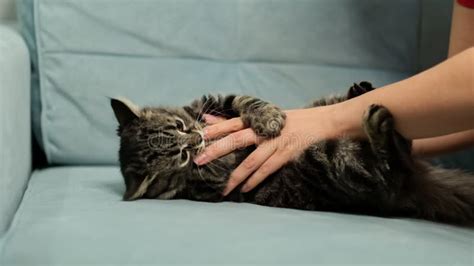 Image result for Cat Training Hand Aggression