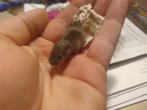 Image result for Age of Wolves