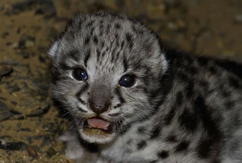 7 Essential Facts About Snow Leopard Cubs - Snow Leopard Trust