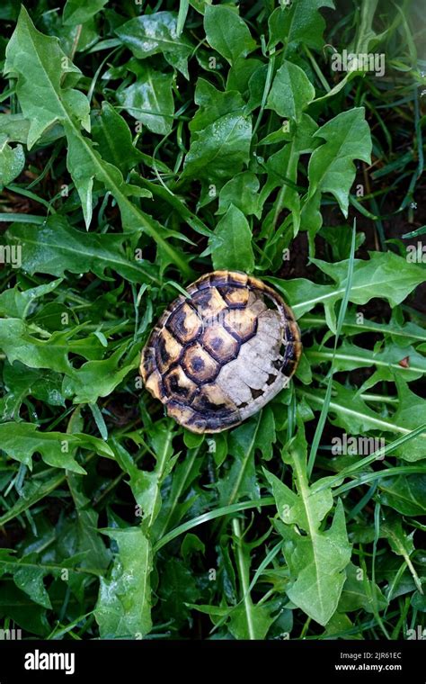 Image result for Empty Turtle Shell