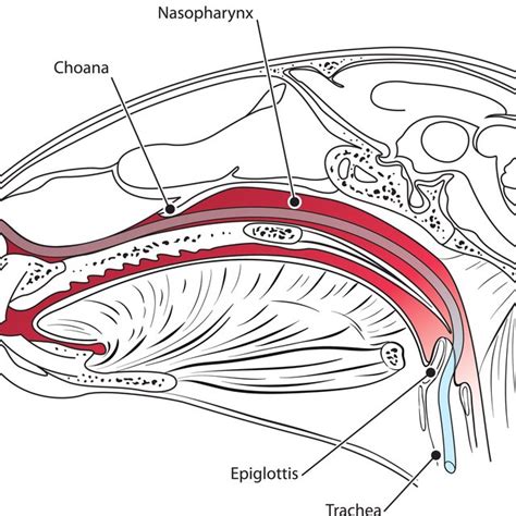 Image result for Rabbit Intubation