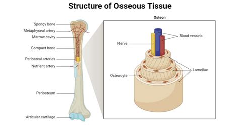 Image result for Bone Cells Function