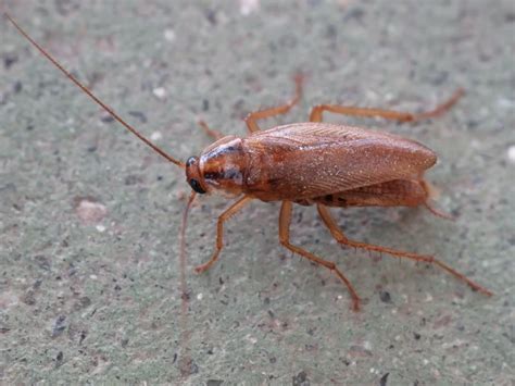 Image result for German Cockroach