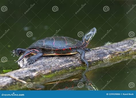 Image result for Paint Turtle