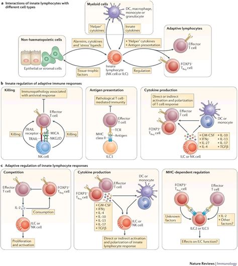 Image result for How Does Immune System Work