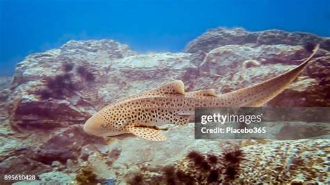 Image result for Leopard Eating Fish