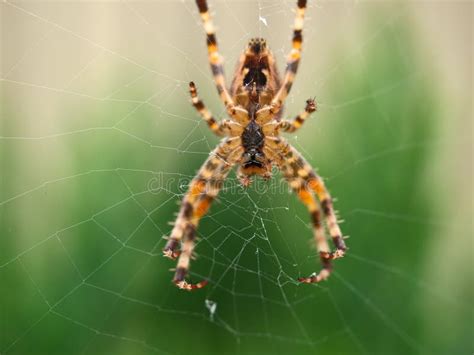 Image result for Spider Web Net