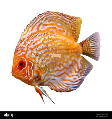 Image result for White Discus Fish