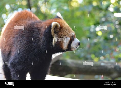 Image result for Red Panda Side View