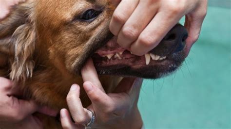 Image result for Normal Dog Gum Color