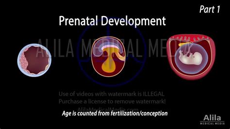 Image result for Invagination