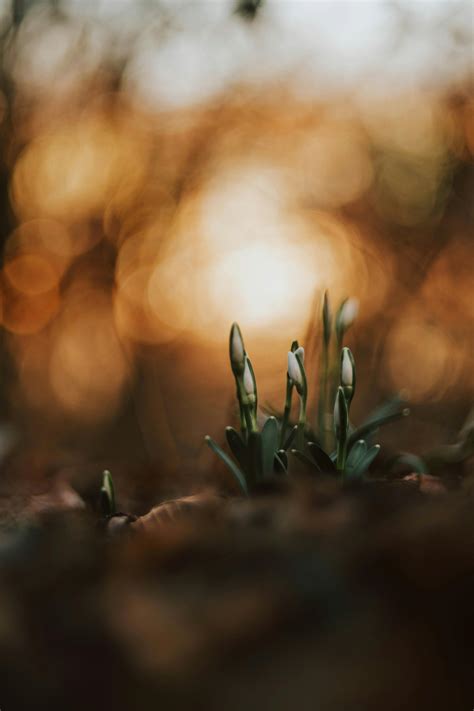 Image result for Snowdrop Pictures Free