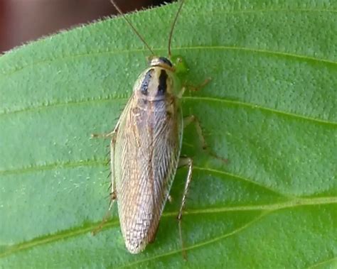 Image result for German Cockroach