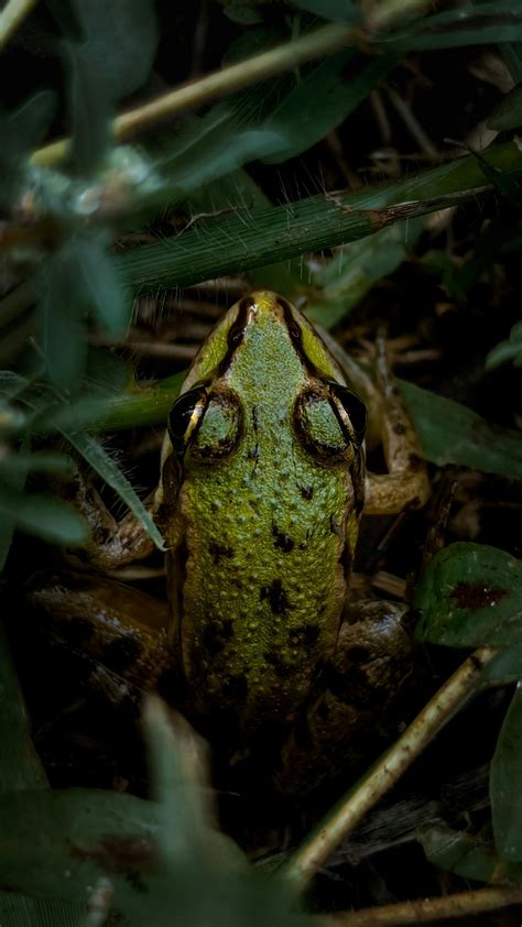 Image result for High Resolution Cartoon Frog