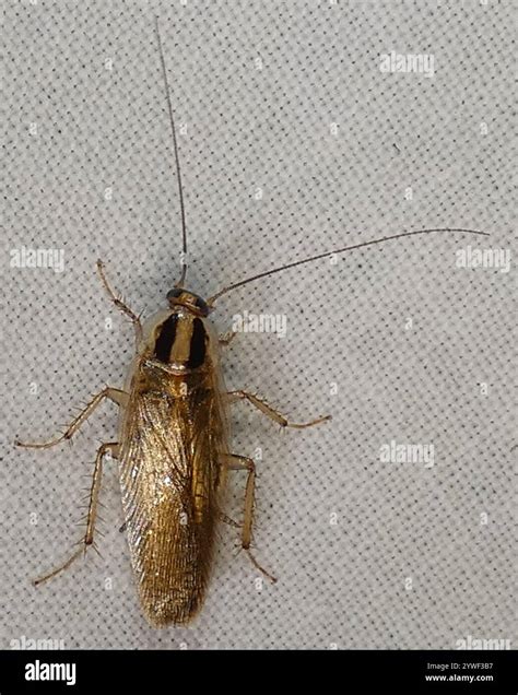 Image result for Japanese Cockroach