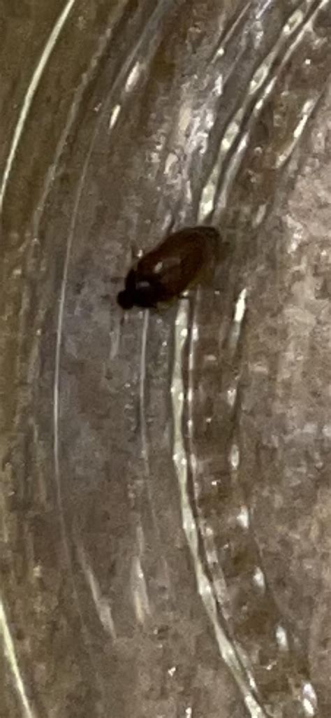 Image result for Bed Bug Identification