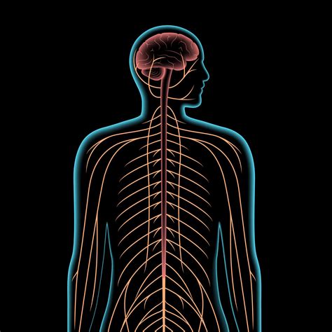 Image result for Central Neuron System