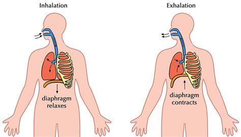Image result for Process of Exhalation and Inhalation