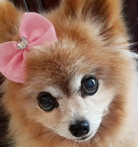 Image result for Pretty Dogs