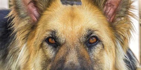 Image result for How Dogs Communicate with People