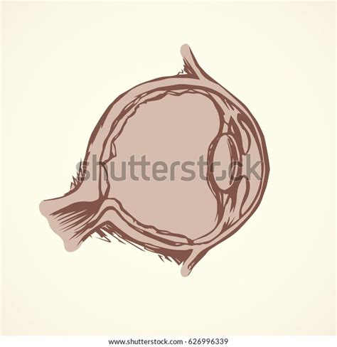 Image result for Visual System Cartoon