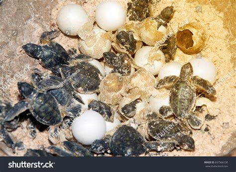 Image result for Turtle Hatching
