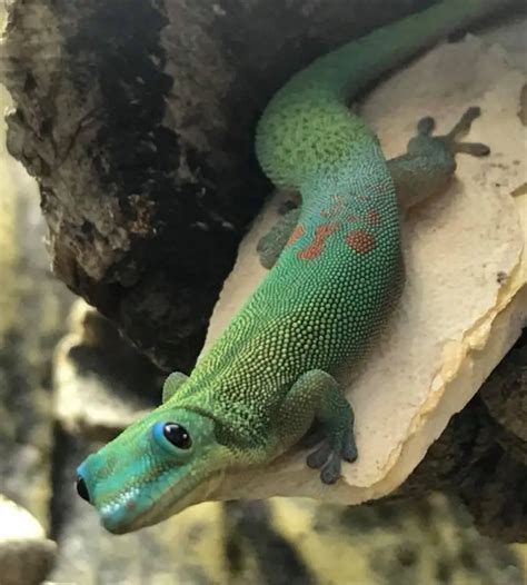 Image result for Small Lizards Types