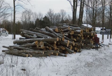 Image result for Selective Logging