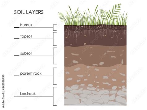 Image result for Humus Soil Layer