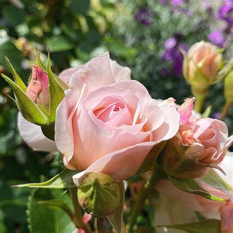 Image result for Pruning Shrub Roses in Spring