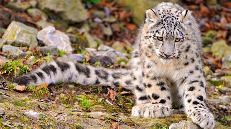 Image result for Snow Leopard Computer Wallpaper