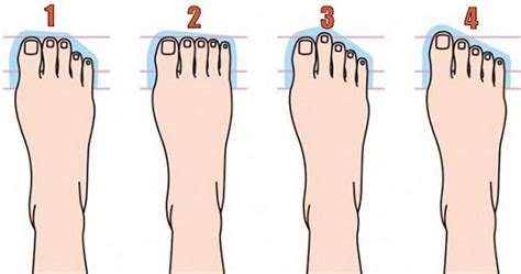 Image result for Different Types of Toes