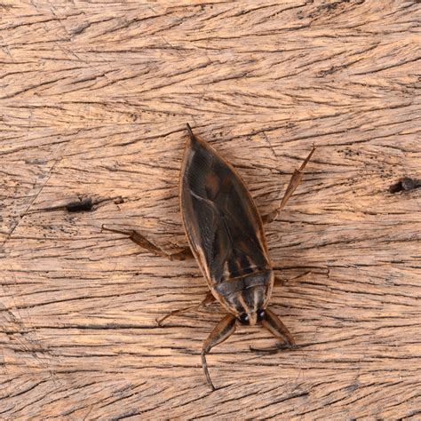 Image result for Water Bug Cockroach