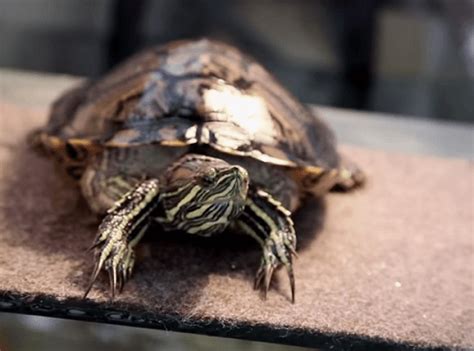 Image result for Red Ear Slider Turtle