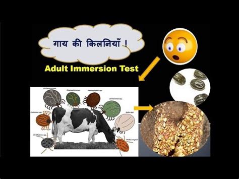 Image result for Testing for Tickles