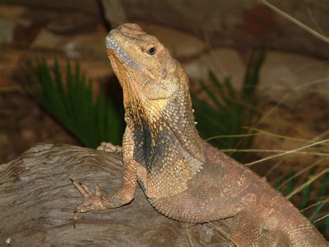 Image result for Long Neck Lizard