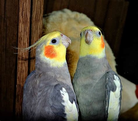 Image result for Cockatiel Behavior