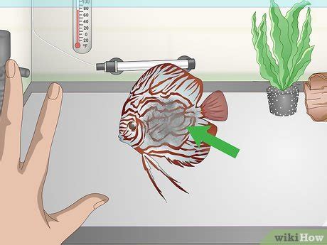 Image result for How to Keep Discus