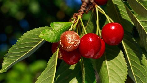 Image result for Cherry Tree Rust