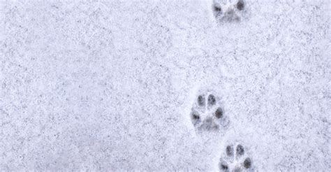 Image result for Age of Wolves