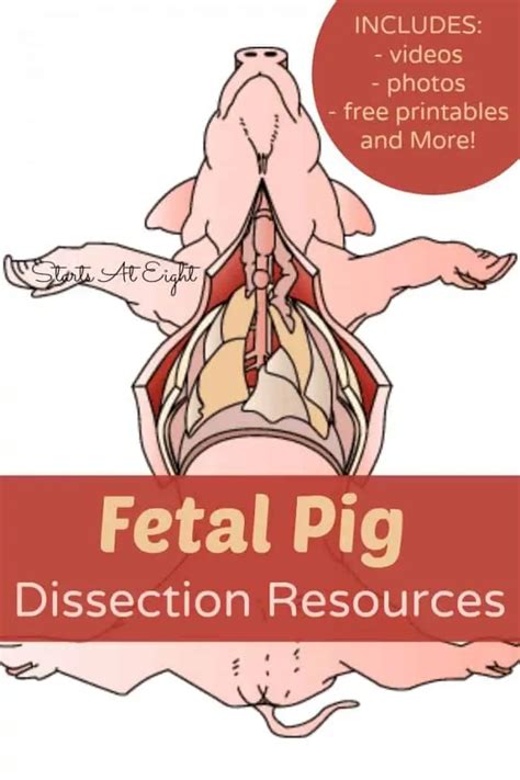 Image result for Fetal Pig Dissection Tutorial